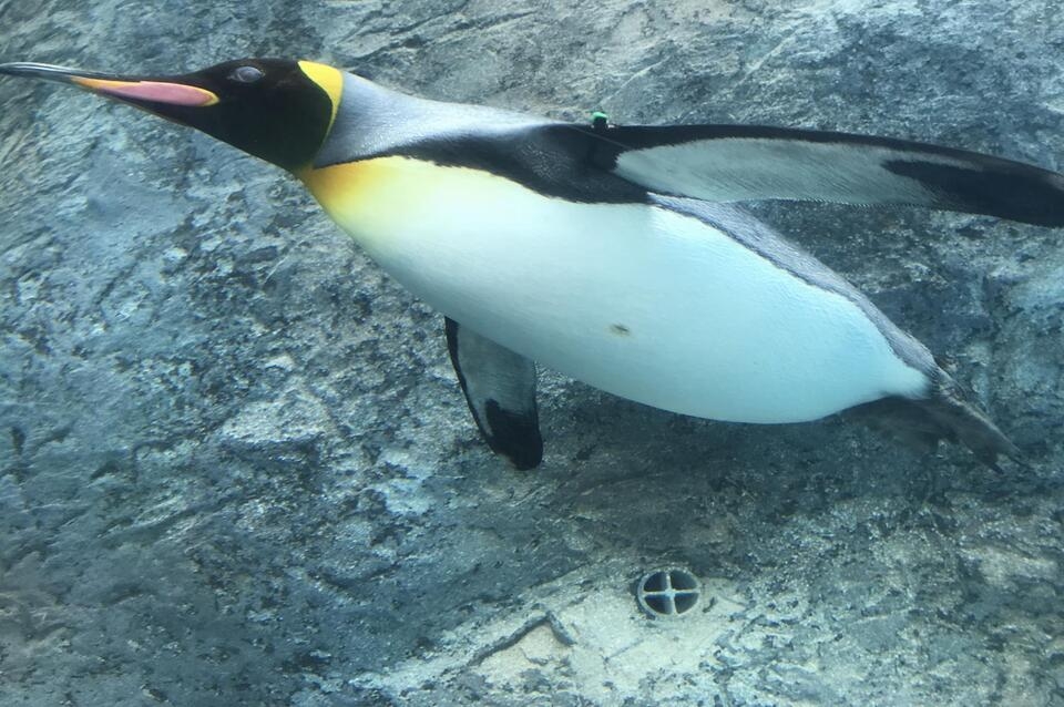 ＜夏休み含む2025年10月出発まで料金掲載！＞Peachで行く！滞在中レンタカーSクラス付！フライト＆ホテルは自由に選択！ドライブ北海道 3 ...