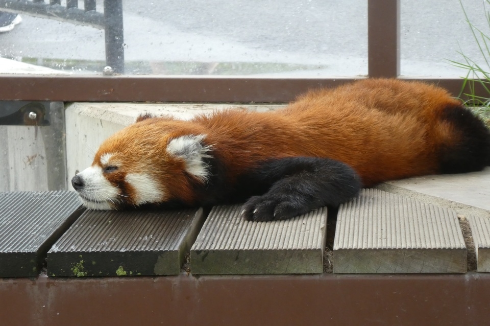 ＜GWや夏休み含む2025年10月出発まで料金掲載！＞Peachで行く！滞在中レンタカーSクラス付！フライト＆ホテルは自由に選択！ドライブ ...