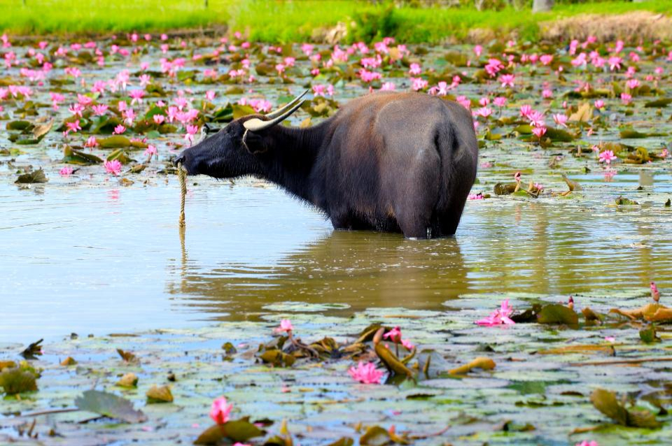 【初夢フェア2026】【2-3月出発日限定】福岡発 Peach直行便で行く！2025年7月リニューアルオープン！南十字星を冠するアイランド ...